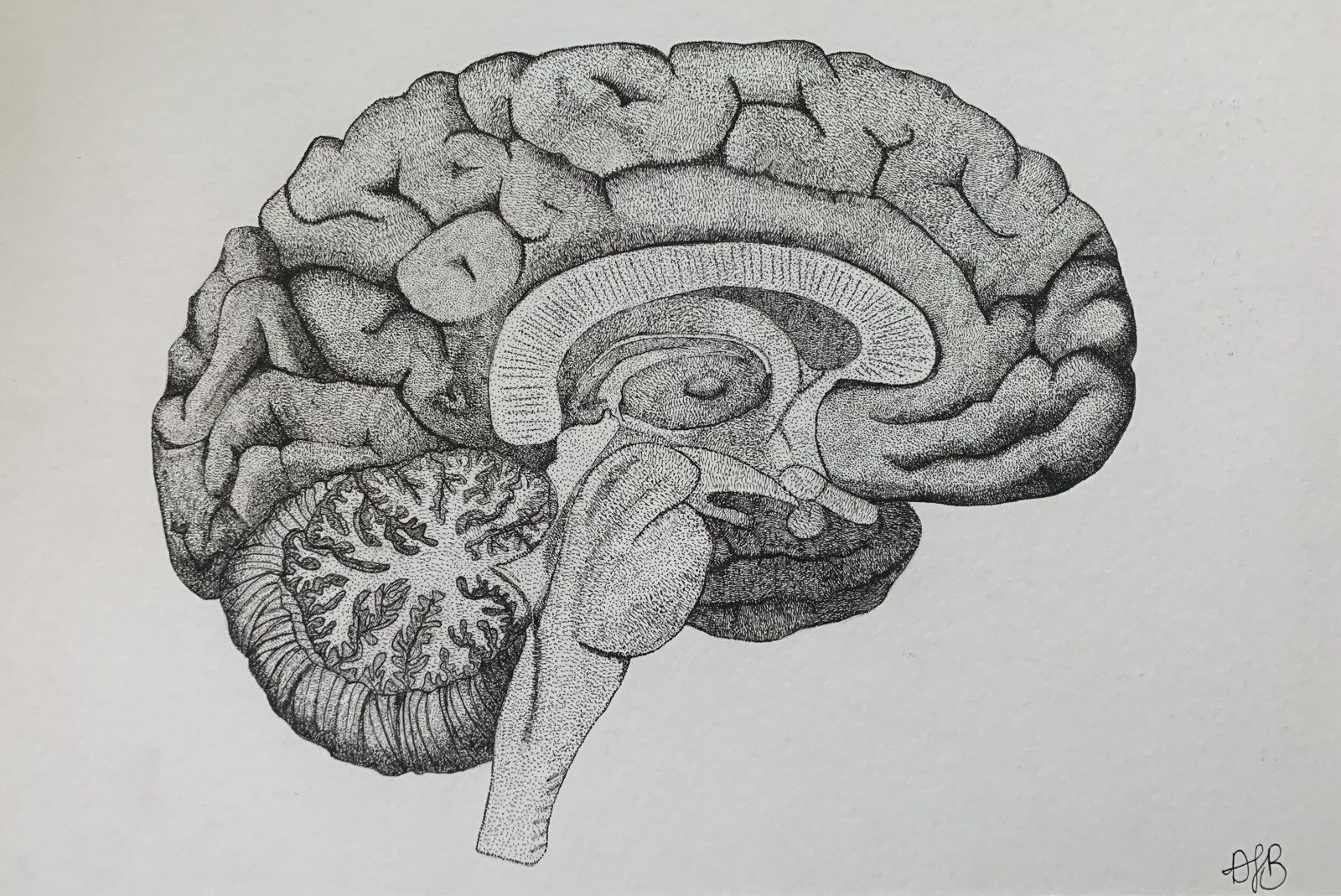 Brain Anatomy Drawing